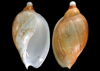 涡螺总科 Volutacea 蓝色动物学（中国动物学科普）